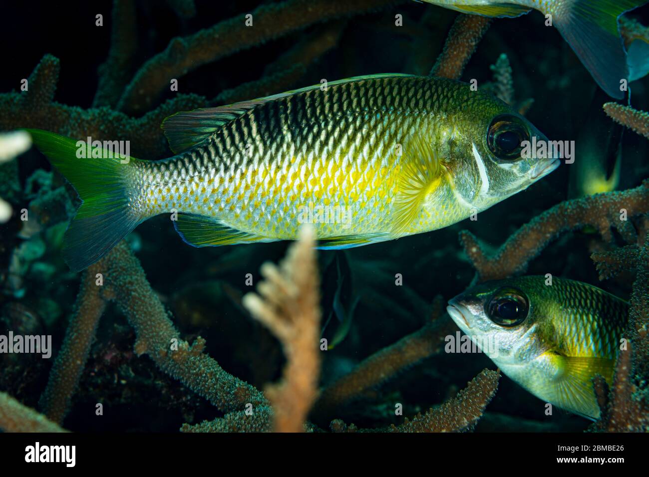 Monocle bream fish hi-res stock photography and images - Alamy
