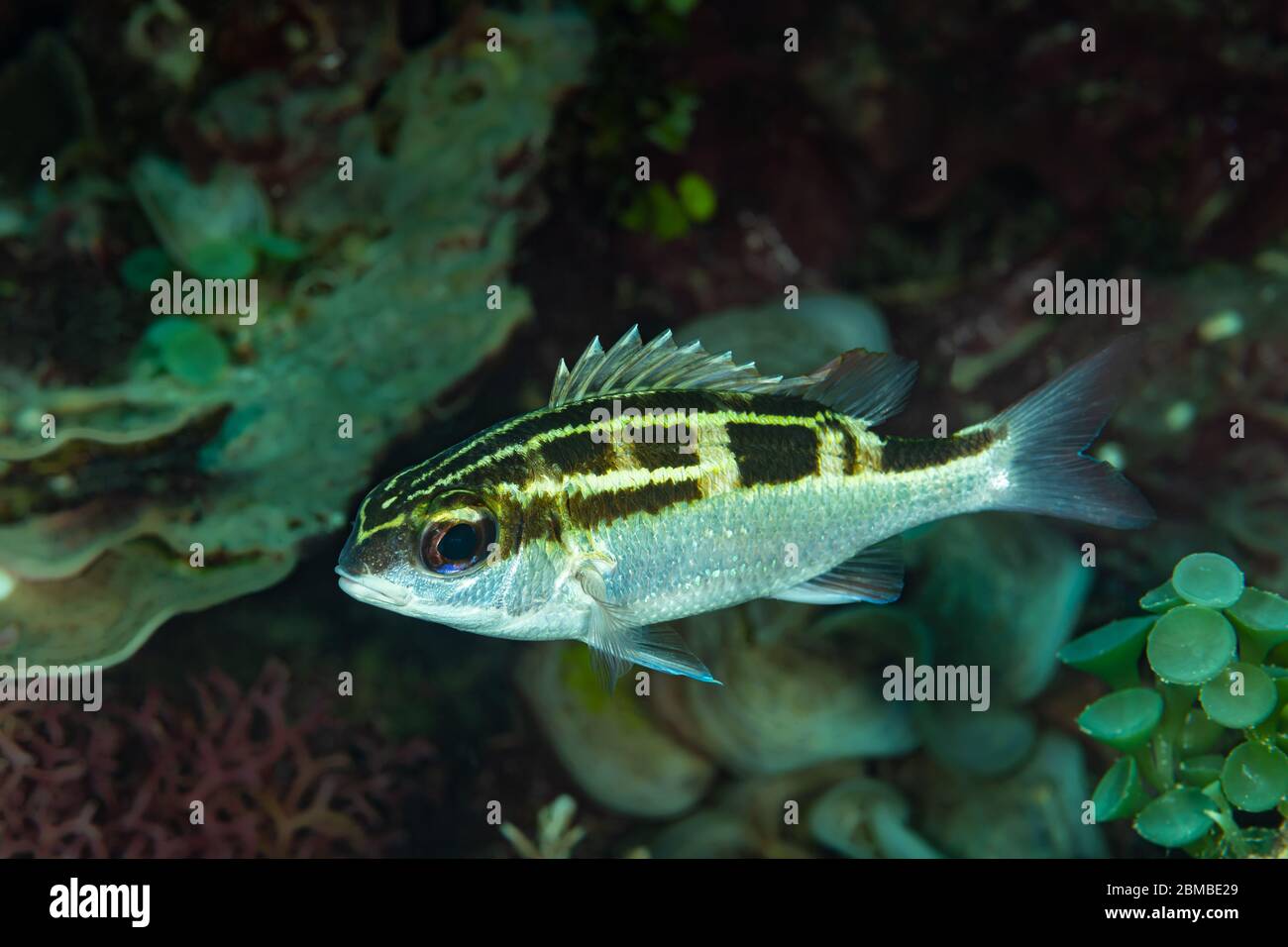 Monocle bream fish hi-res stock photography and images - Alamy