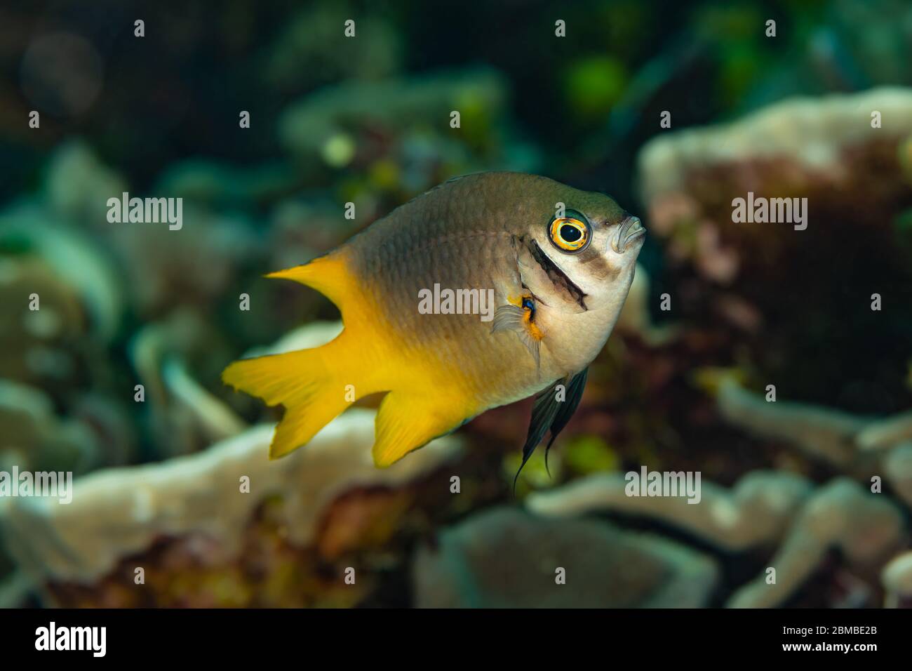 Damsel damselfish hi-res stock photography and images - Alamy