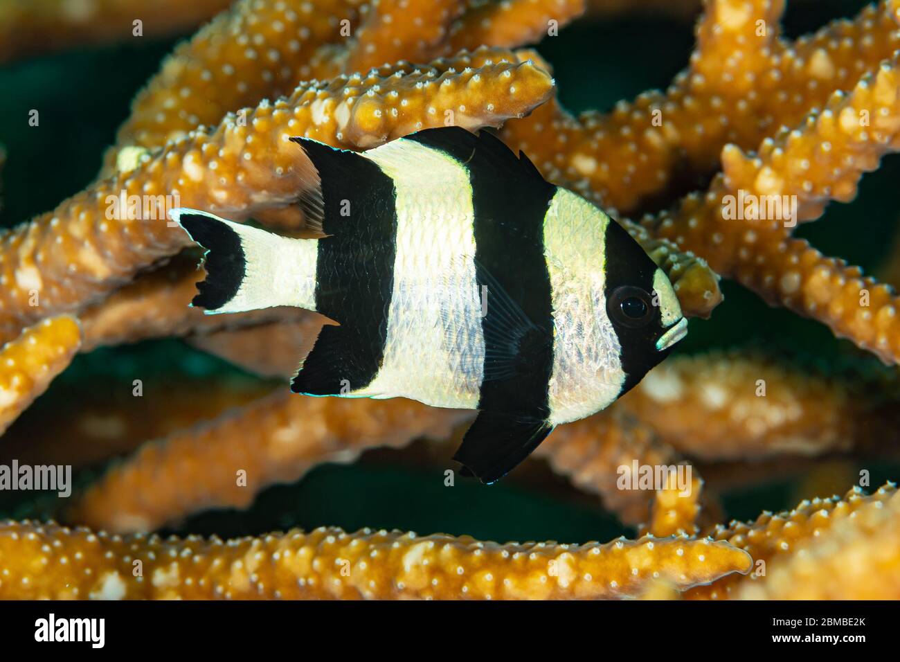 Damsel damselfish hi-res stock photography and images - Alamy