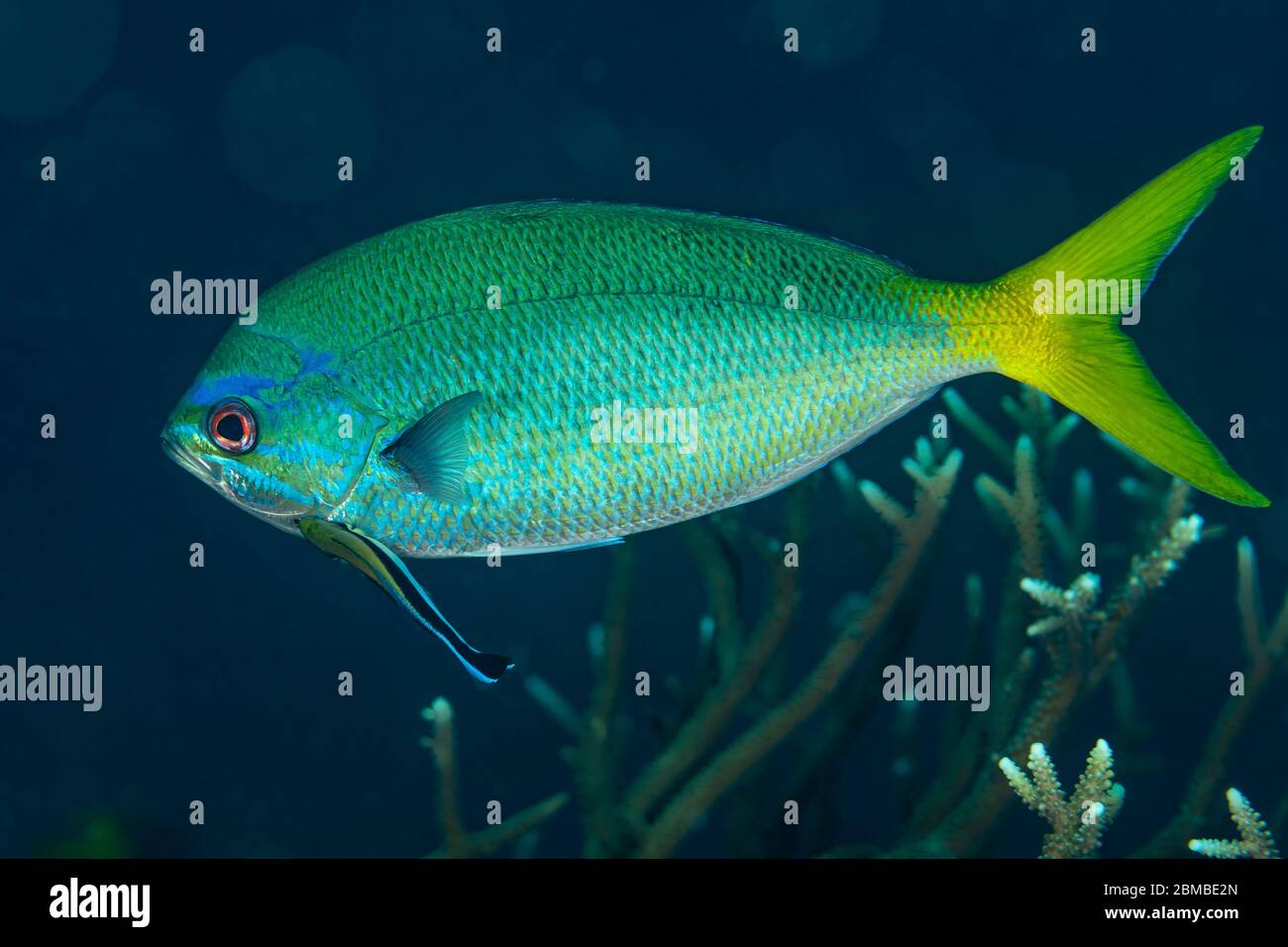 yellowtail fusilier fish with cleaning wrasse Stock Photo - Alamy
