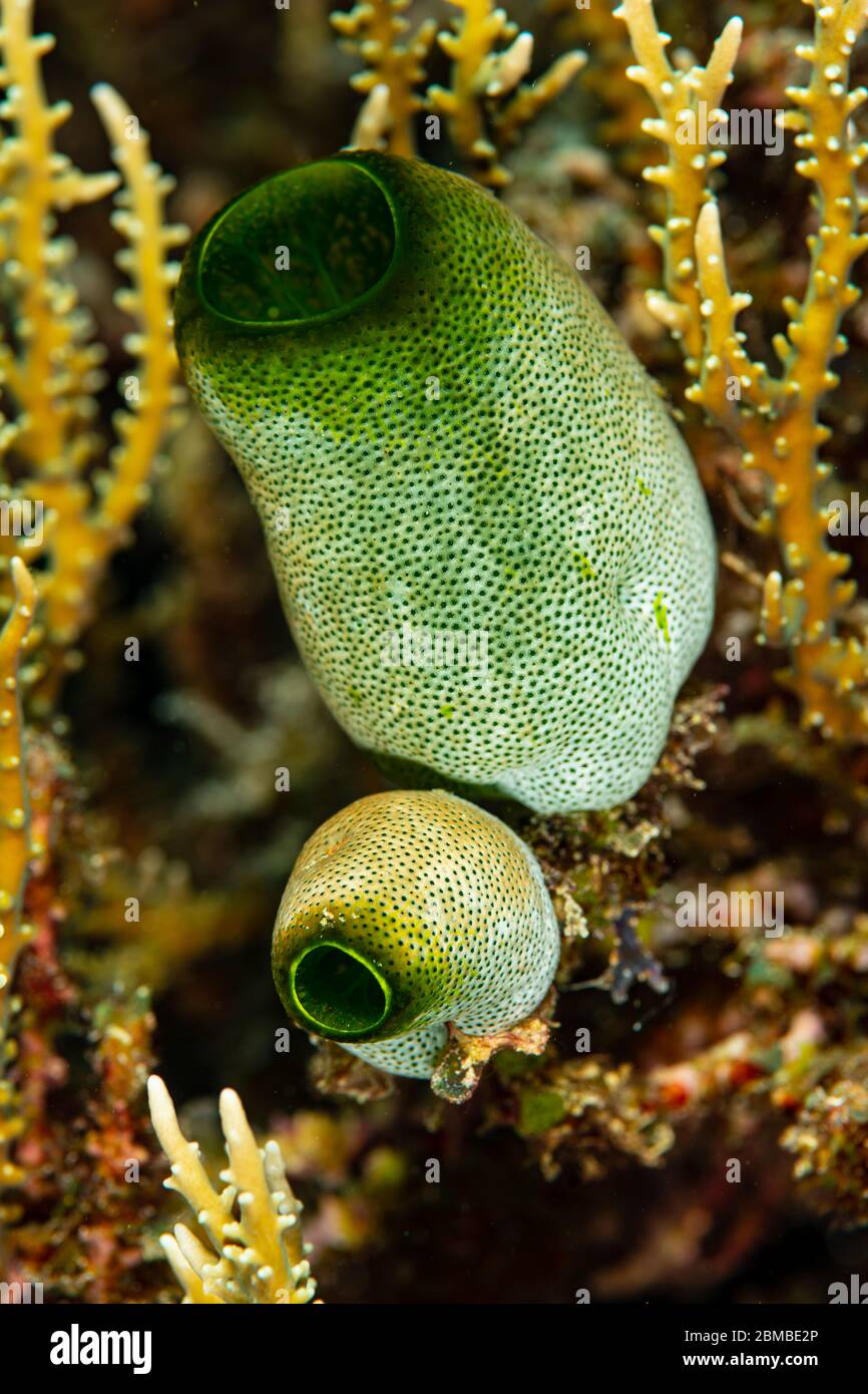 Tunicate on coral hi-res stock photography and images - Alamy
