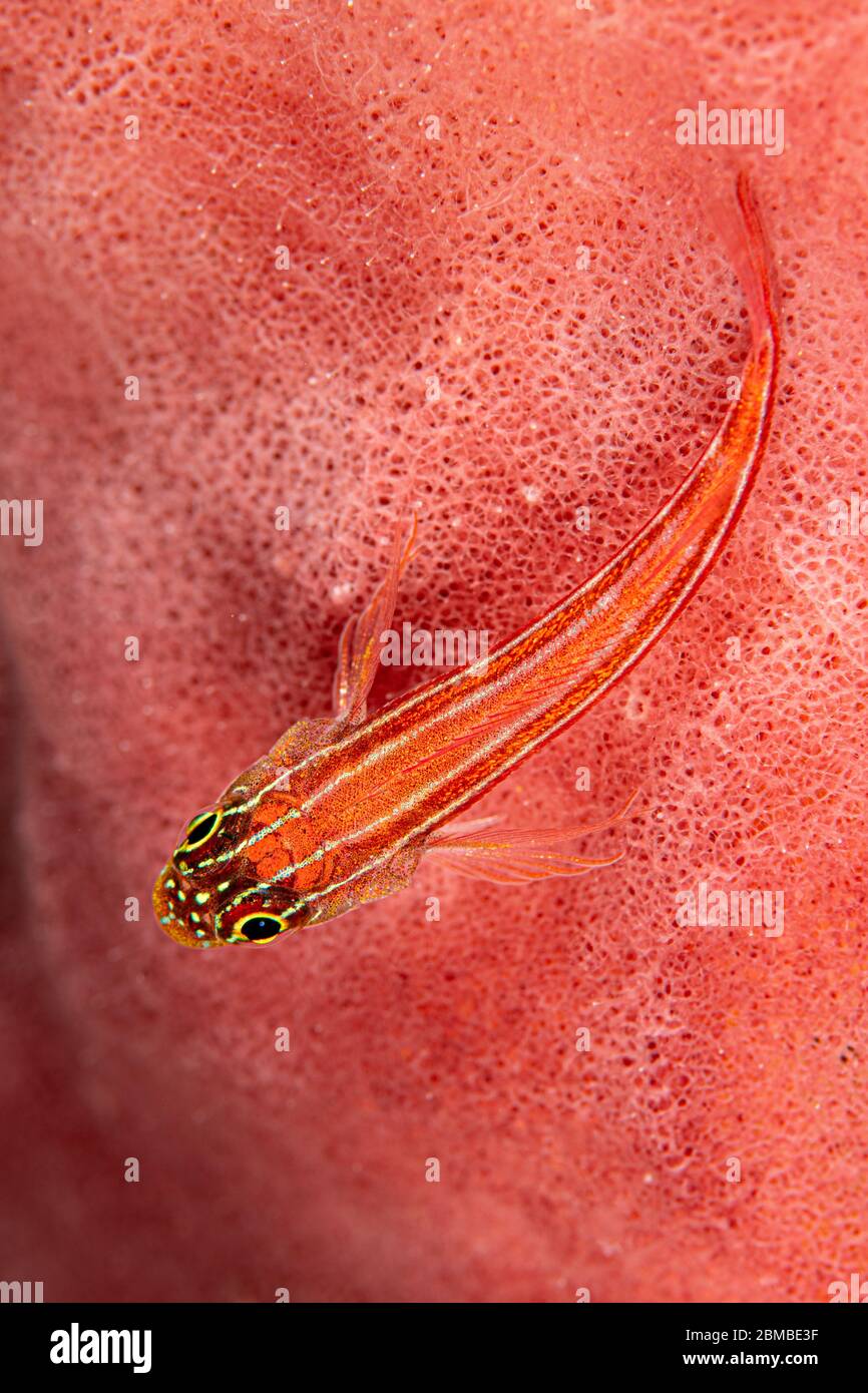 Striped triplefin fish hi-res stock photography and images - Alamy