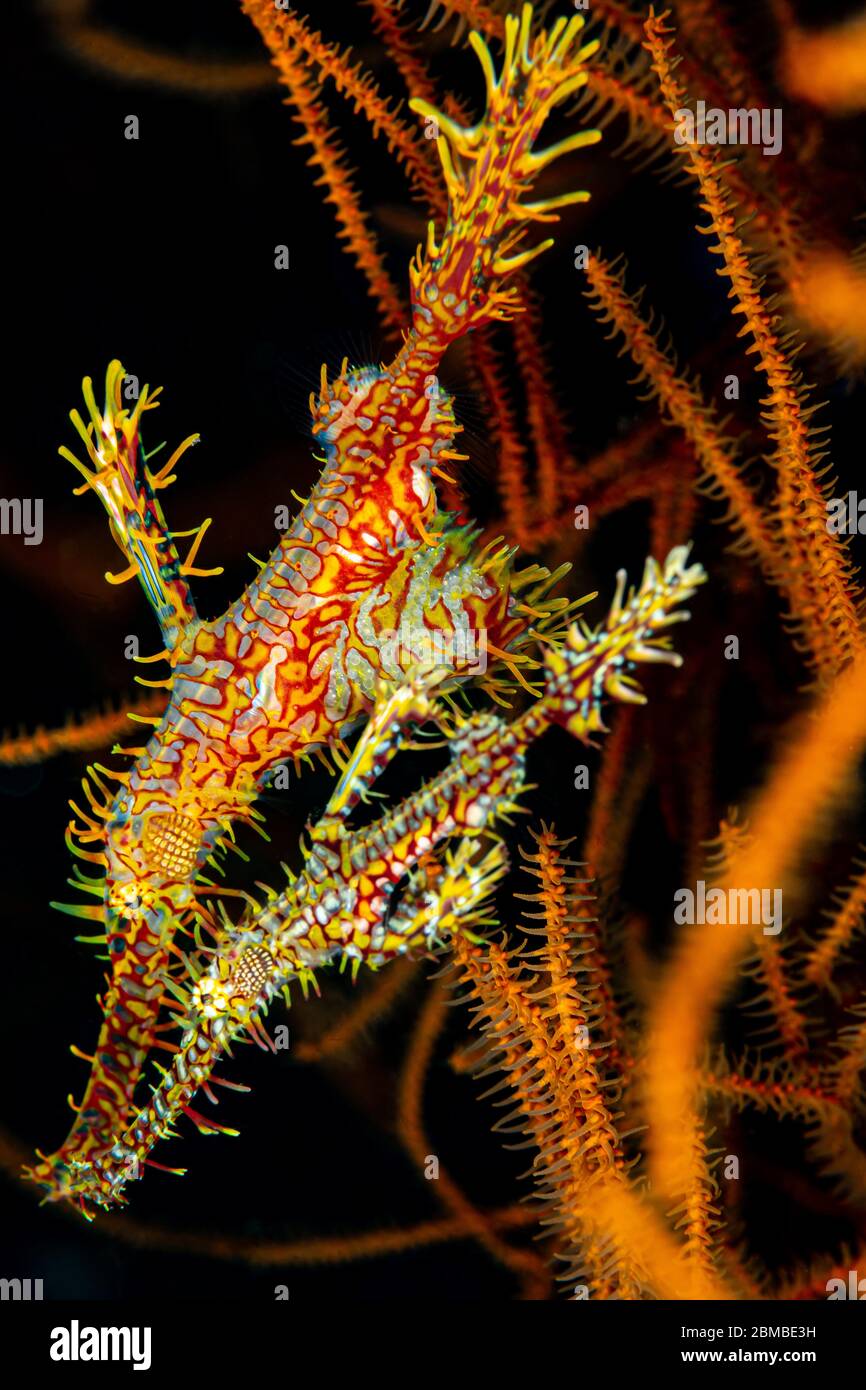 Solenostomidae marine life sea life ornate ghost pipefish hi-res stock ...
