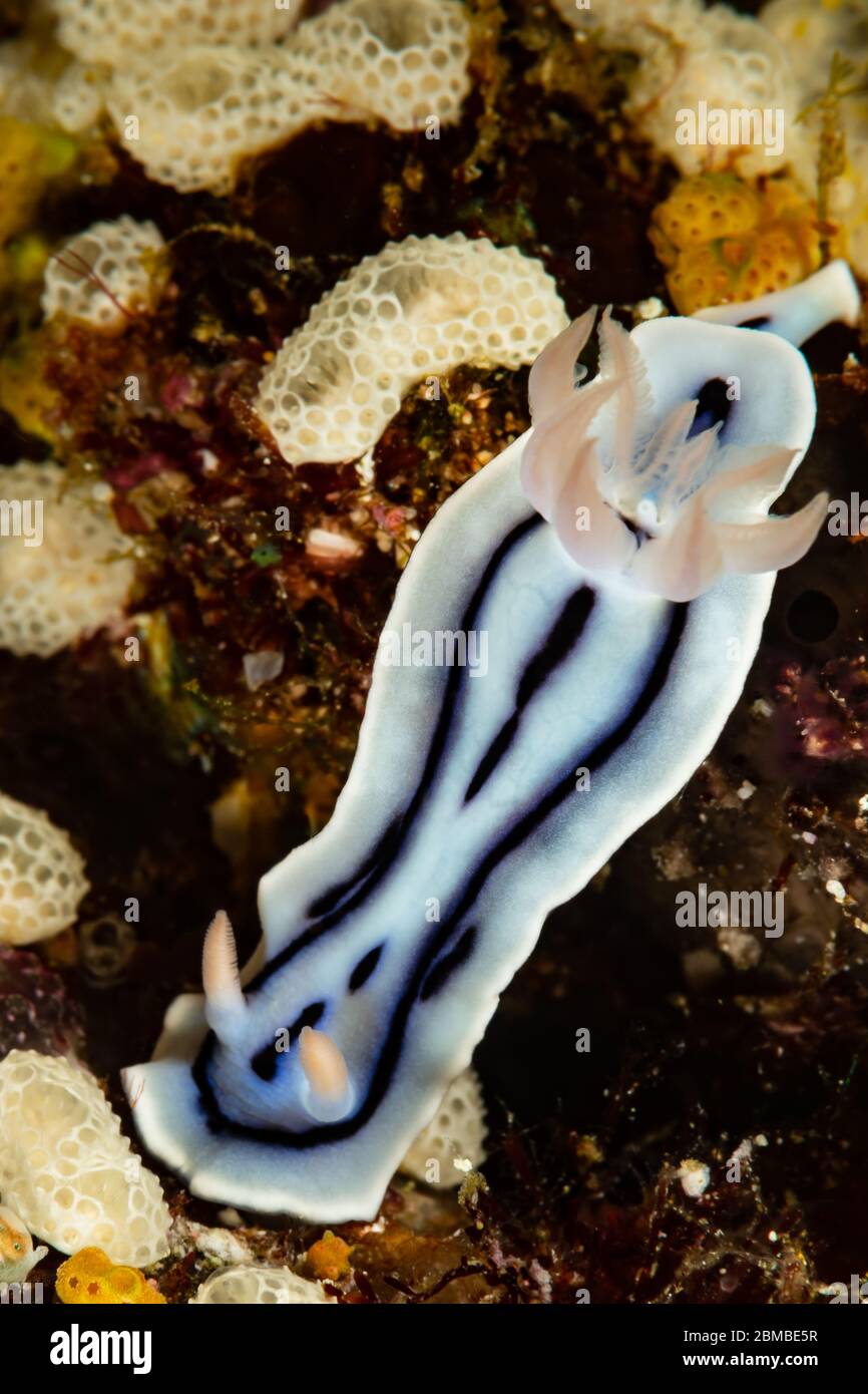 Chromodoris lochi hi-res stock photography and images - Alamy