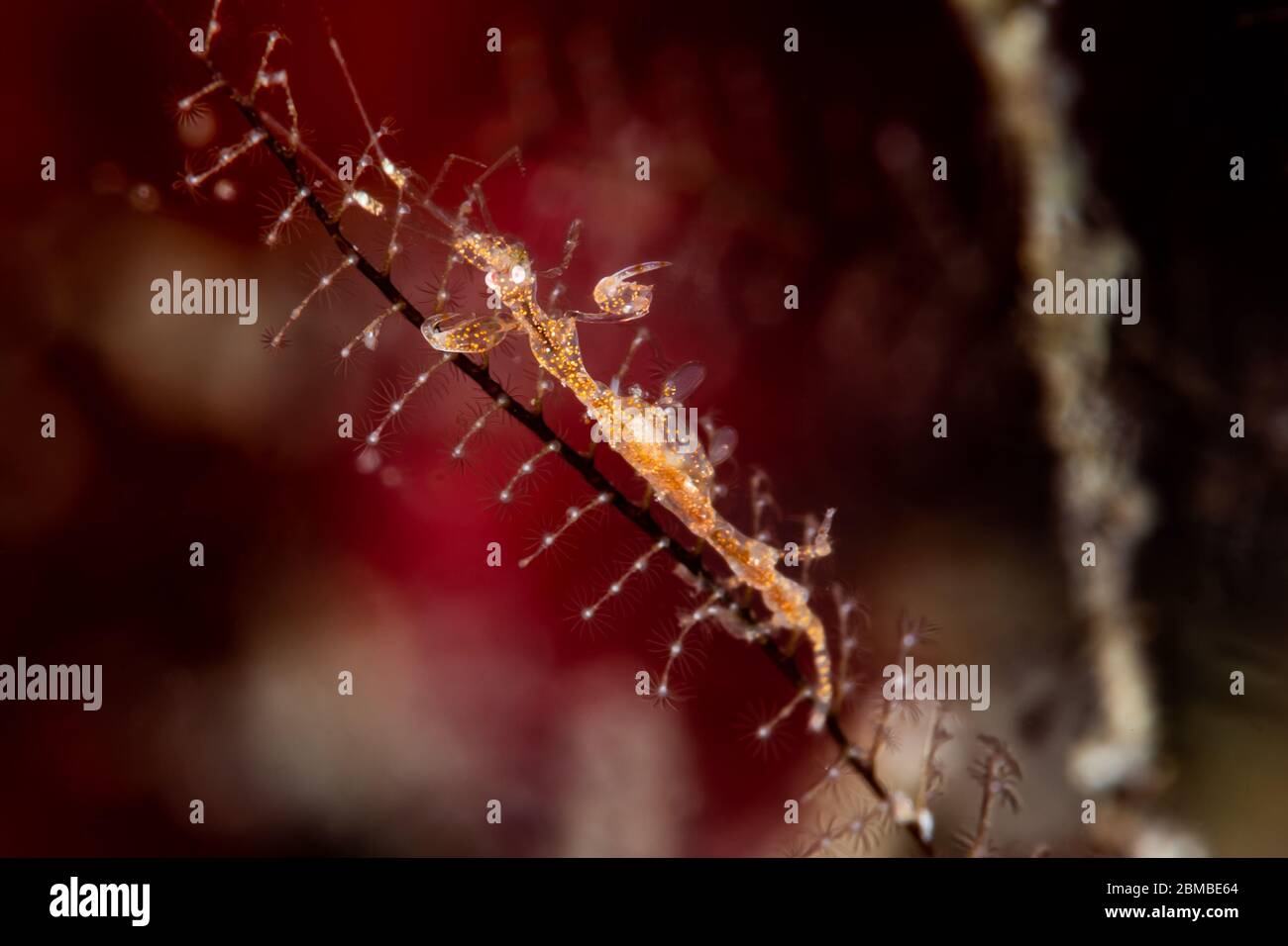 Caprella High Resolution Stock Photography and Images - Alamy