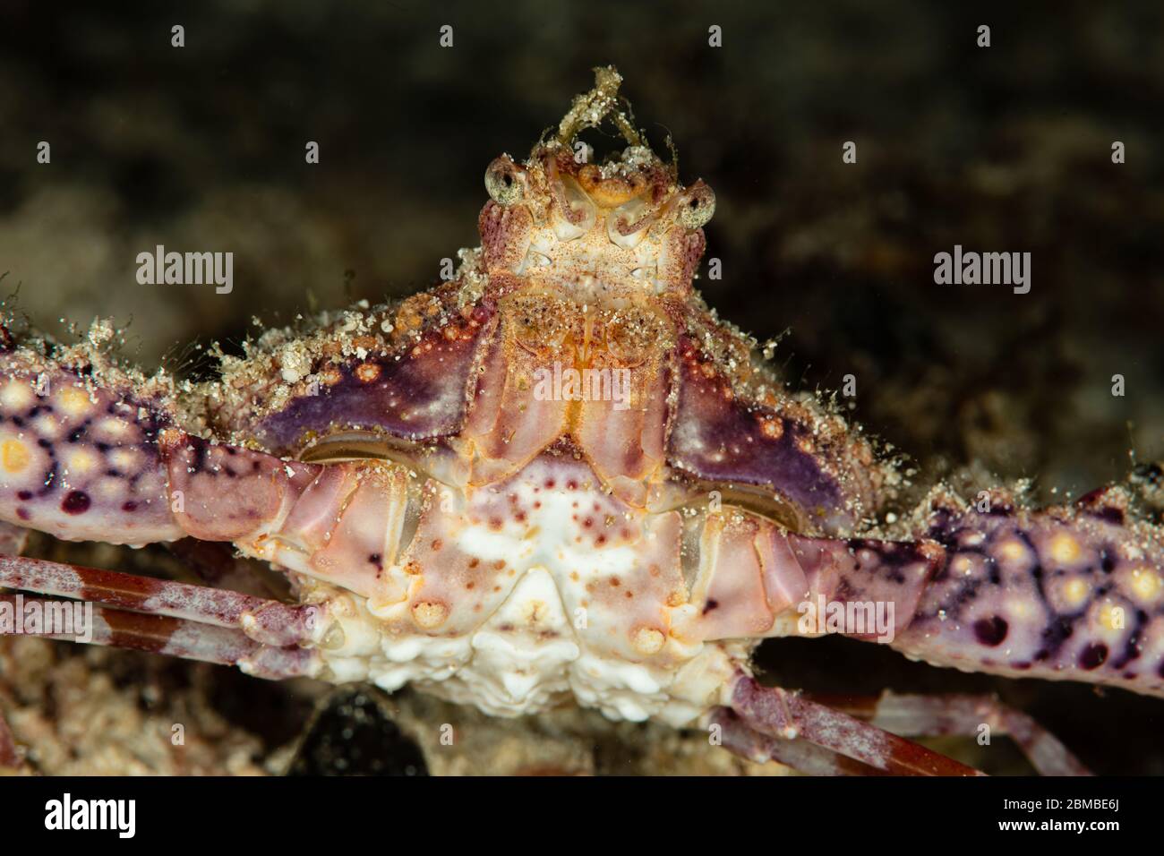 Elbow crab hi-res stock photography and images - Alamy