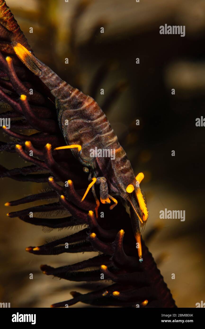 Commensal crinoid shrimp hi-res stock photography and images - Alamy