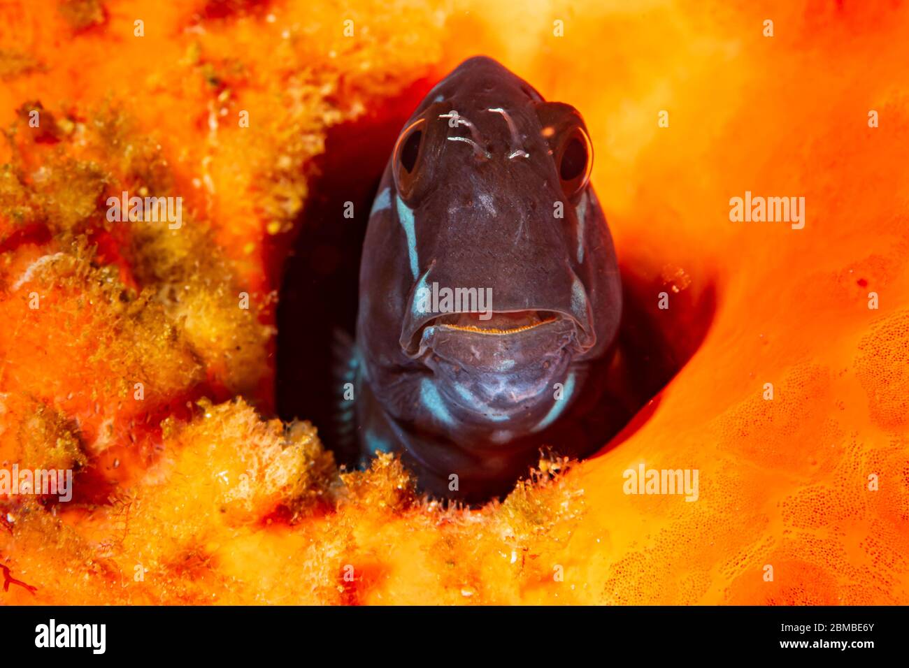 Coralblenny hi-res stock photography and images - Alamy