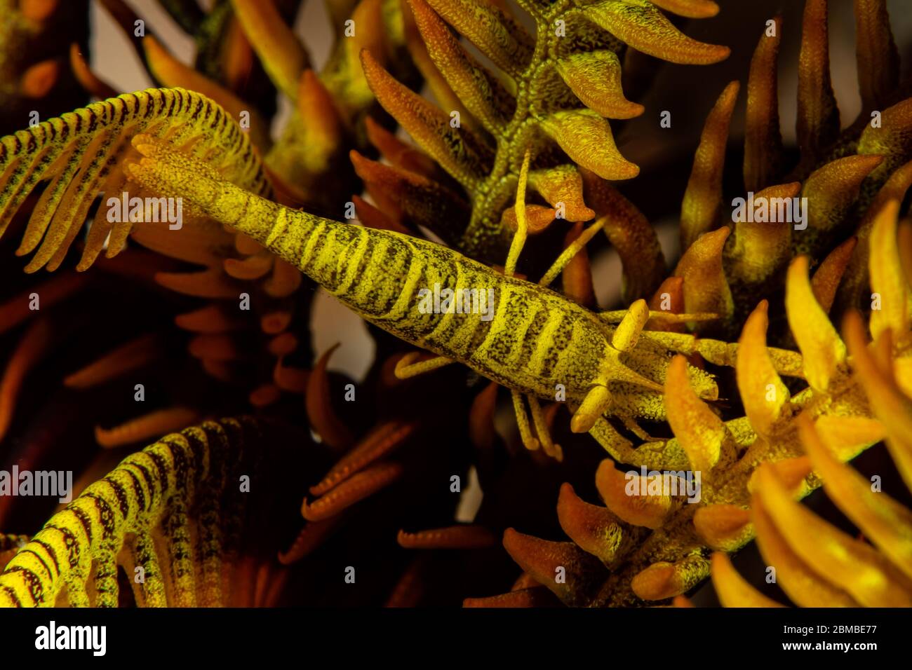 Commensal crinoid shrimp hi-res stock photography and images - Alamy