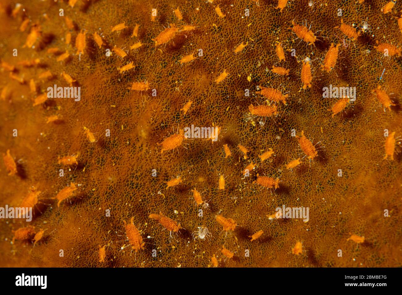 Marine isopod hi-res stock photography and images - Alamy