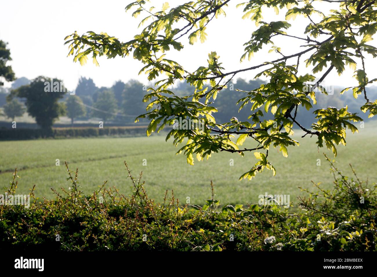 Oak tree foliage in spring against a Warwickshire countryside ...