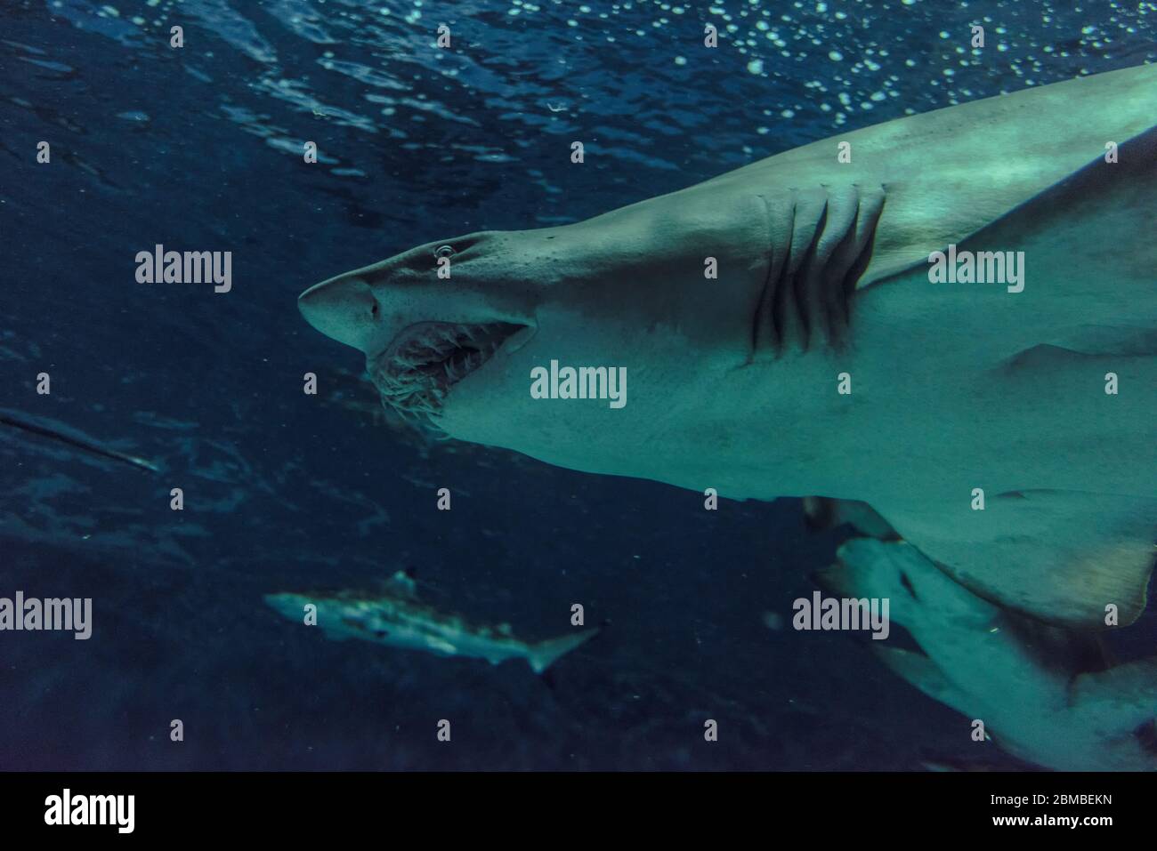 Close up shot shark swimming hi-res stock photography and images - Alamy