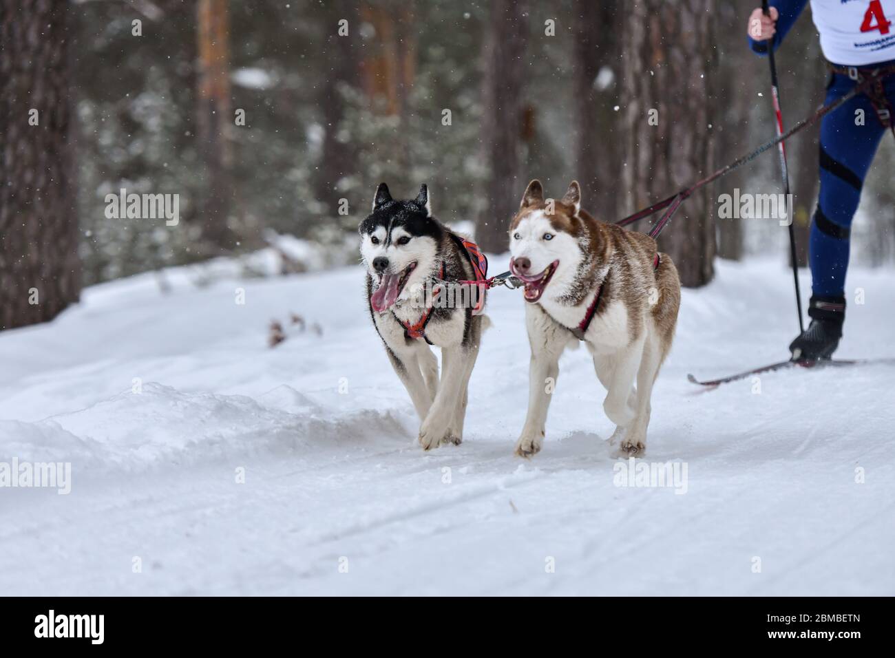 Dog skijoring. Winter sport championship competition. Husky sled dog ...