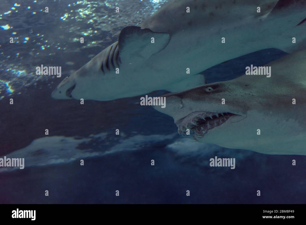 Close up shot shark swimming hi-res stock photography and images - Alamy