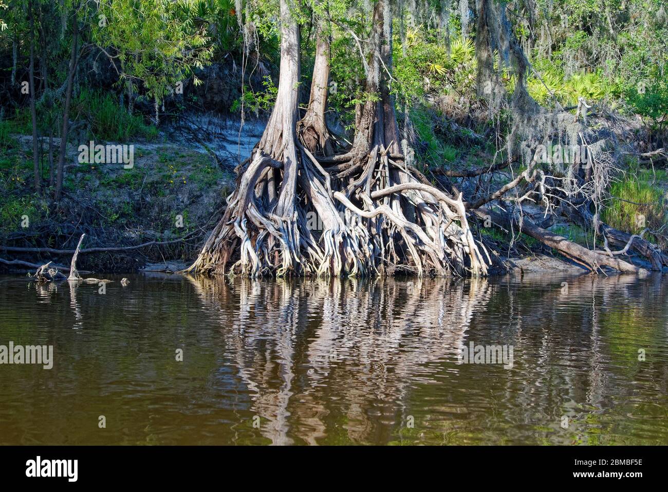 tree roots, sun bleached, no soil beneath; erosion; riverbank ...