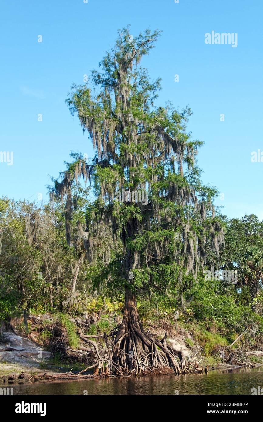 Tree roots in the sandy soil hi-res stock photography and images - Alamy