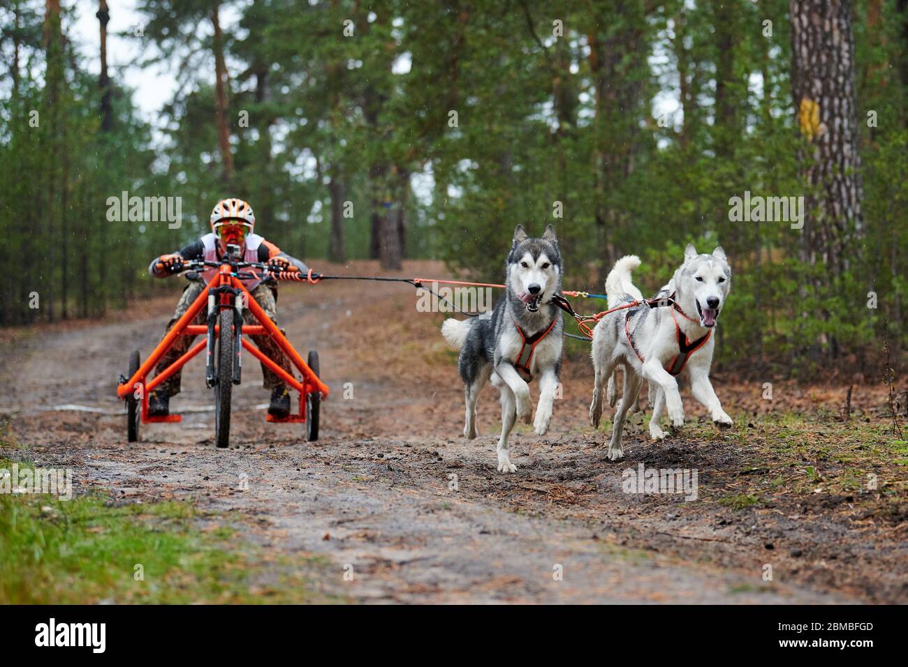 Carting dog mushing race. Husky sled dog pulling the Cart. Dryland ...