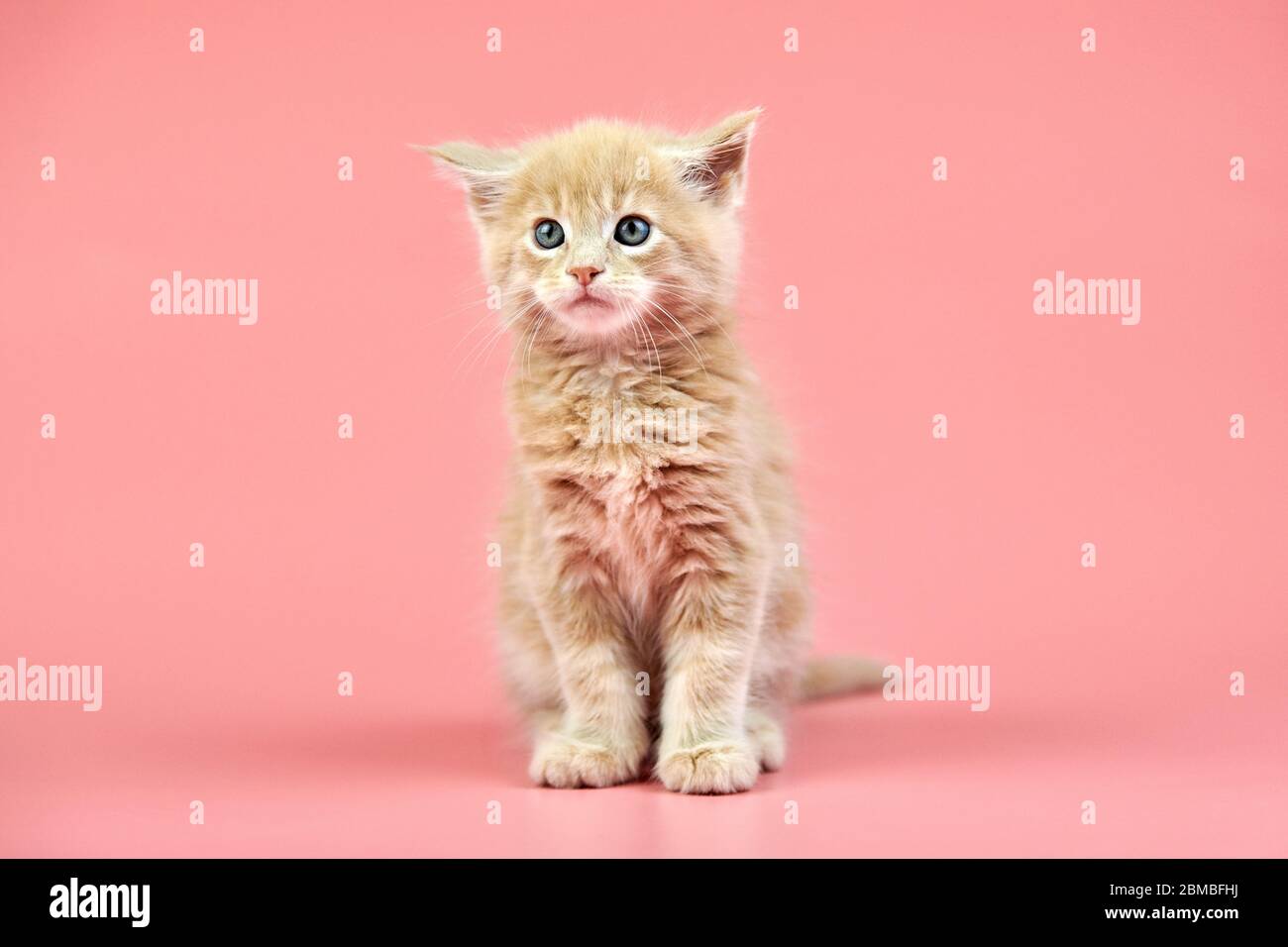 Maine coon cream kitten. Cute shorthair purebred cat on pink background ...