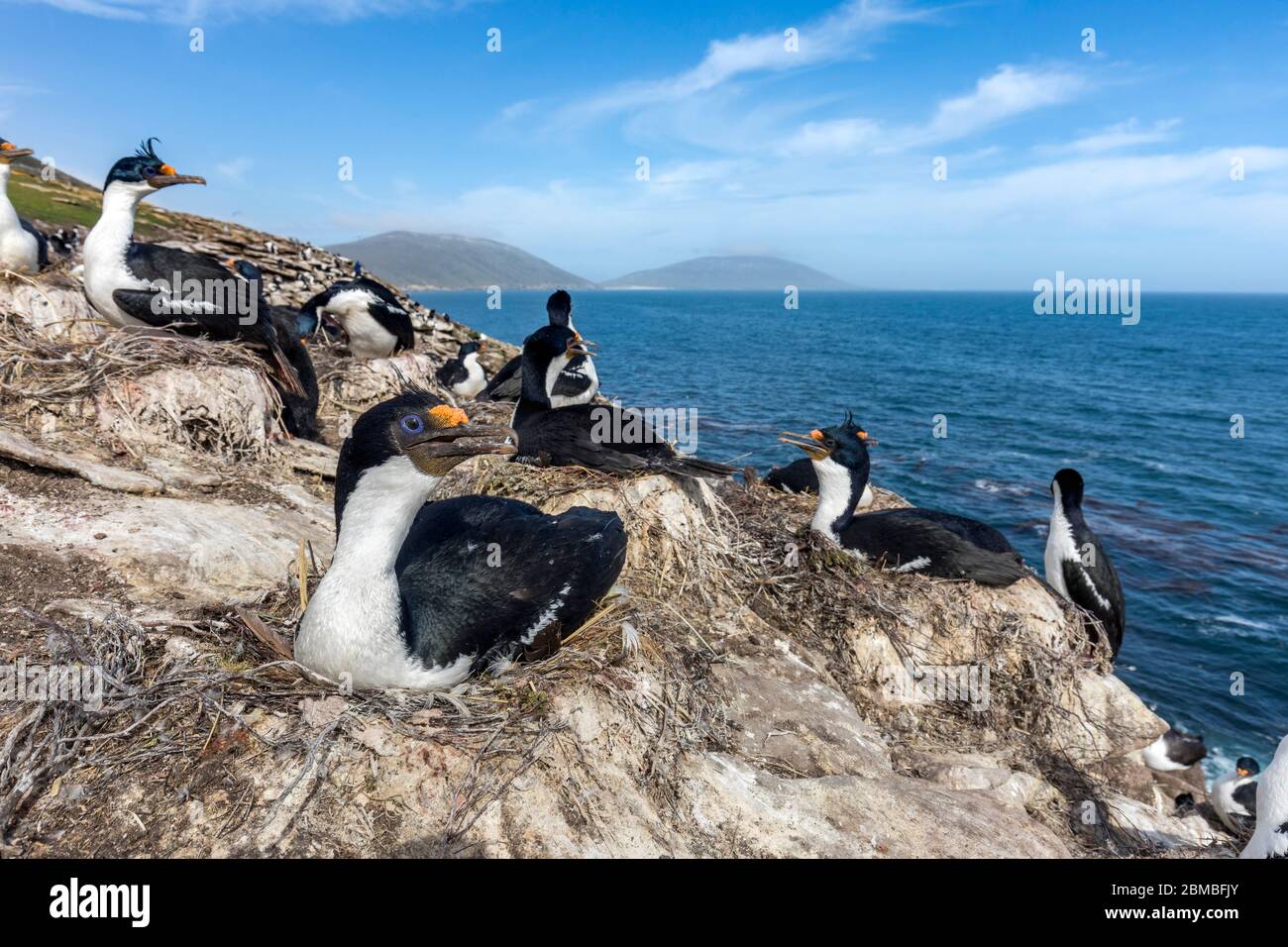 Falklands falkland islands wildlife birds hi-res stock photography and ...