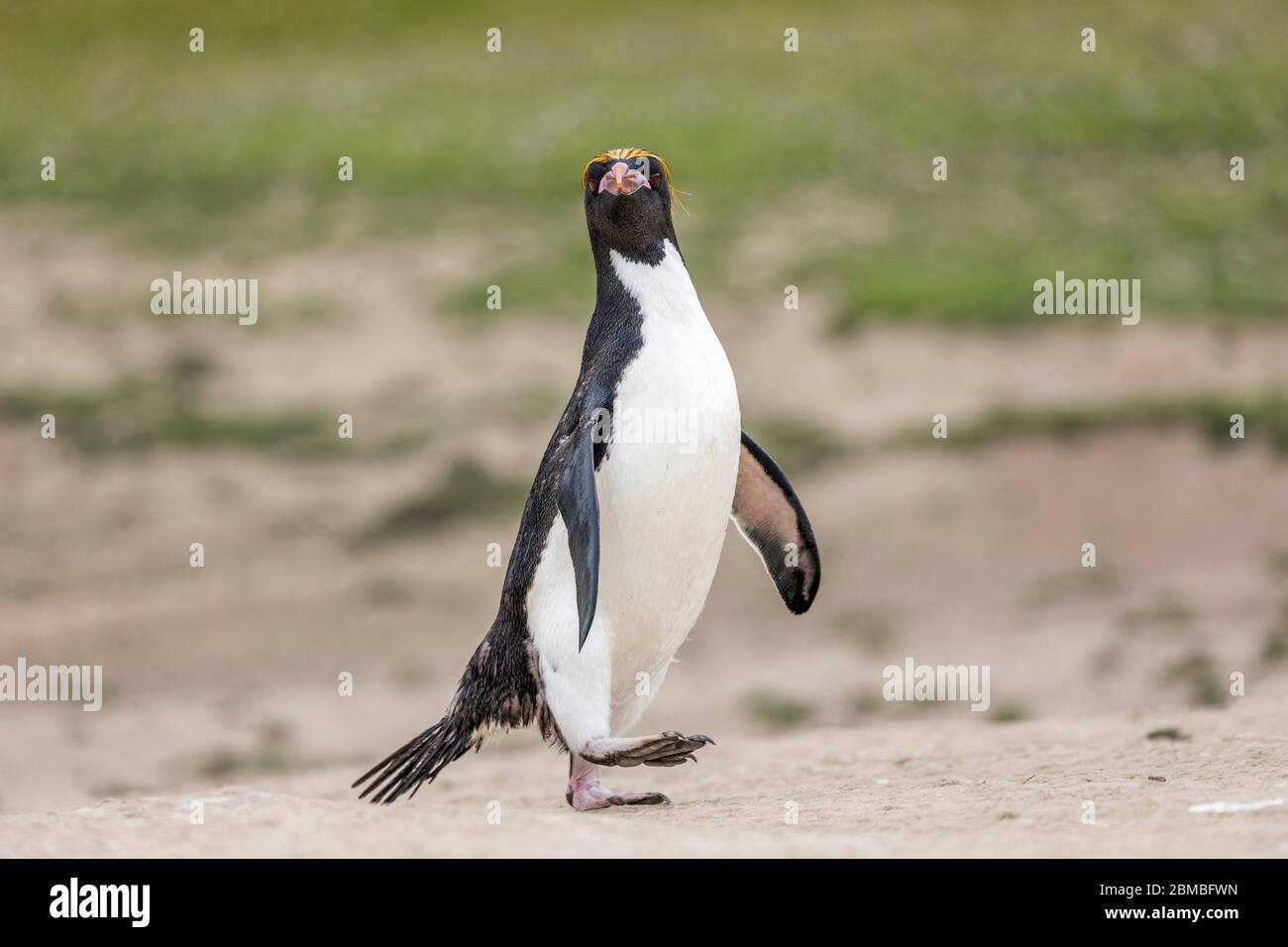 Macaroni Penguin; Eudyptes chrysolophus; Falklands Stock Photo - Alamy
