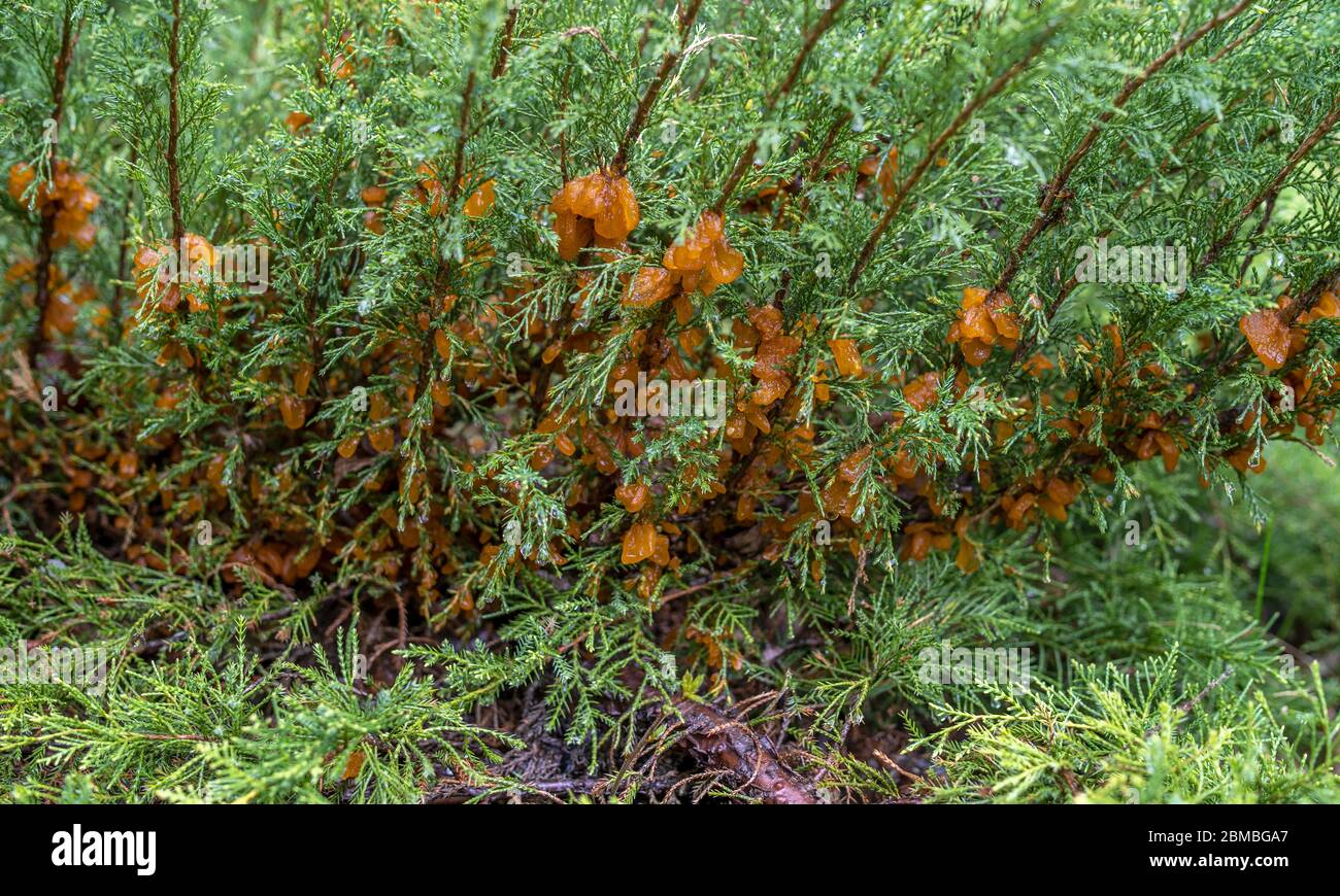 abundant growths during rain from the spores of the fungus Tremella ...