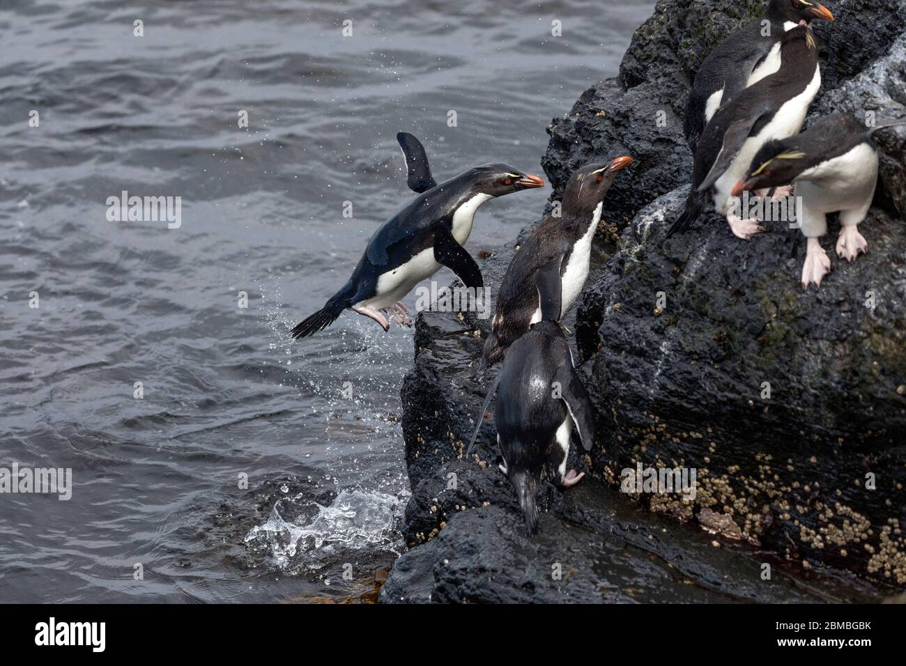 Rockhopper penguin jumping hi-res stock photography and images - Alamy