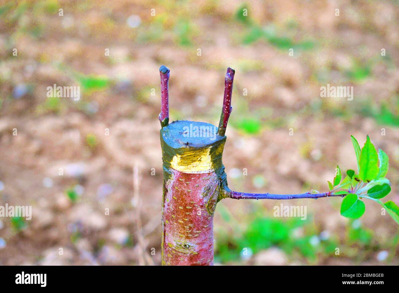 Grafting apple tree hi-res stock photography and images - Alamy