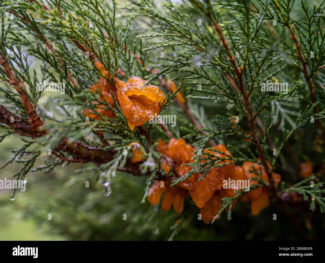 abundant growths during rain from the spores of the fungus Tremella ...