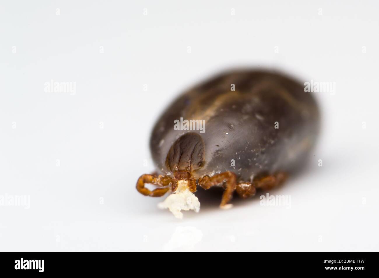 macro photo of tick on white background isolated Stock Photo - Alamy