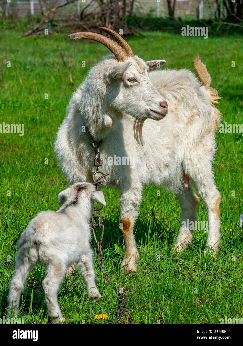 A white goat on a chain stands with a young kid on the green grass ...