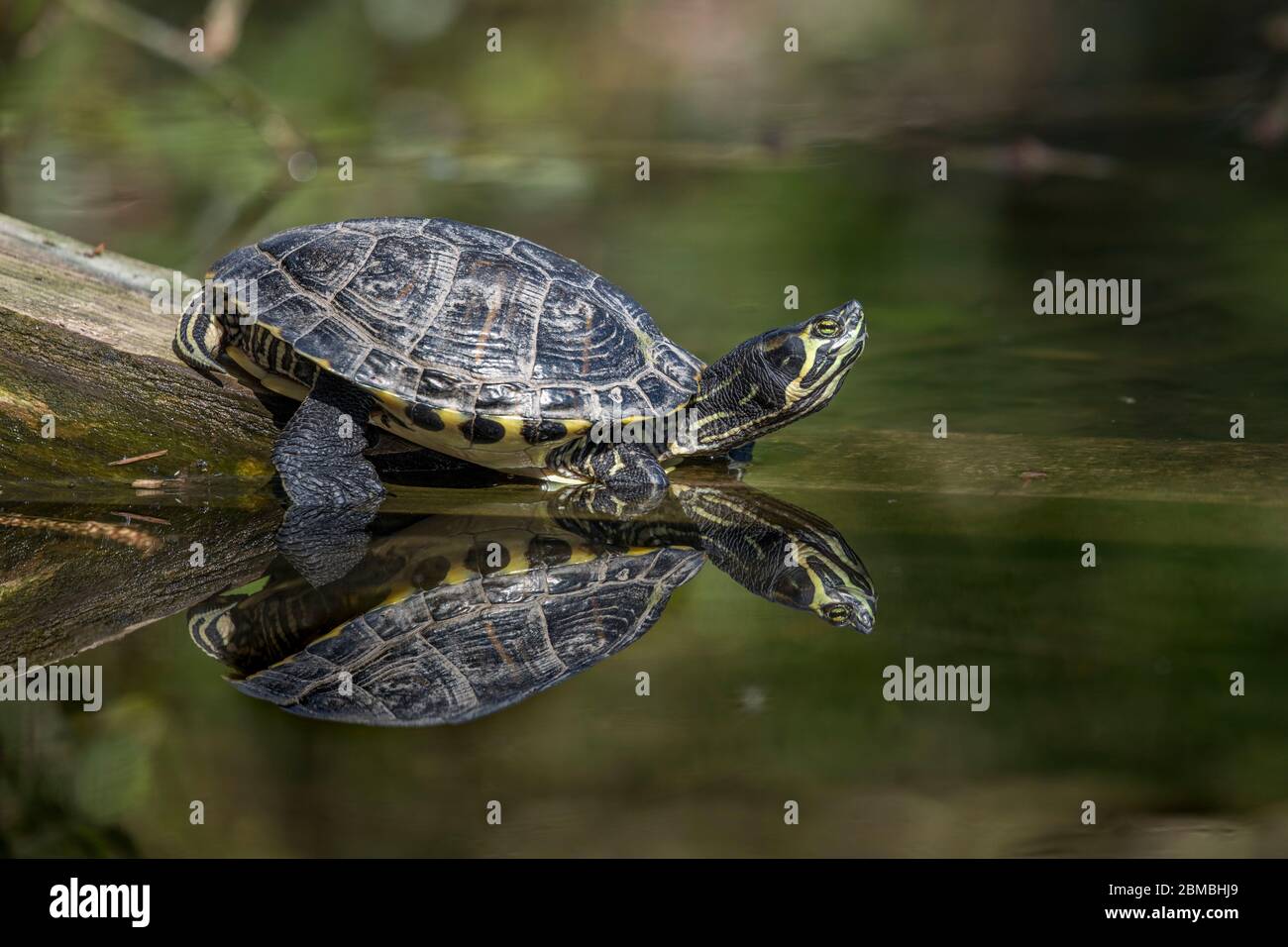 Yellow bellied slider turtle hi-res stock photography and images - Alamy