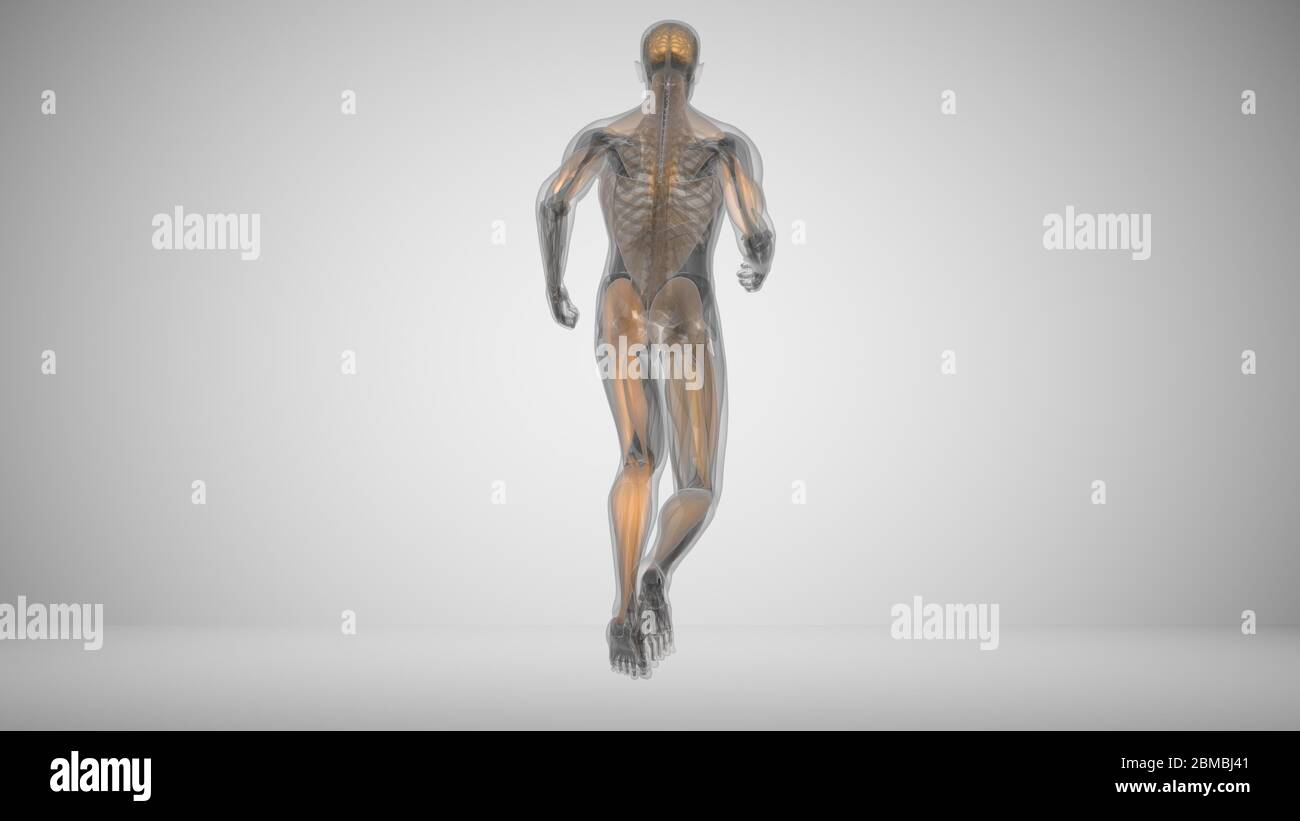 3d illustration of a running man with muscle lighting Stock Photo - Alamy