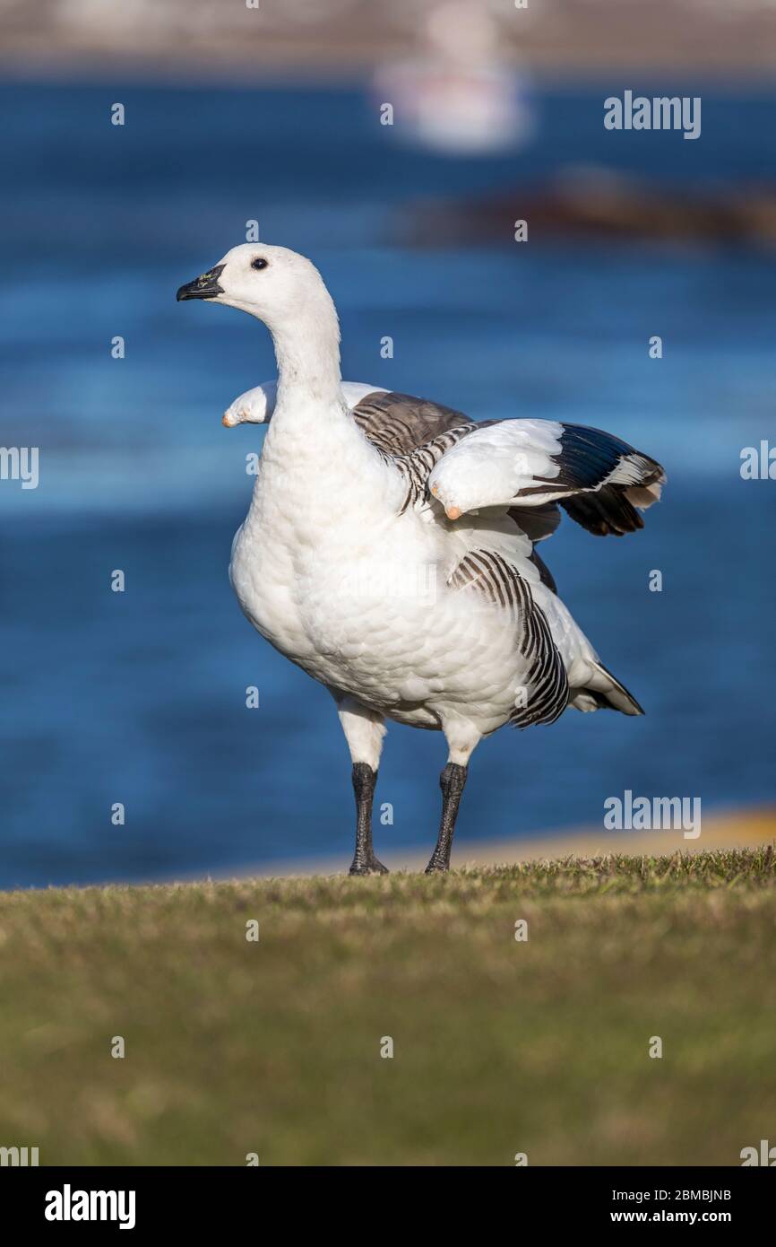 Male upland goose hi-res stock photography and images - Alamy