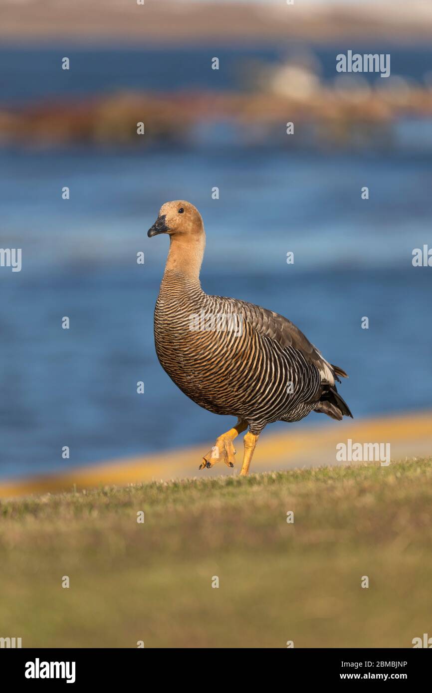 Upland Goose; Chloephaga picta; Female; Falklands Stock Photo - Alamy