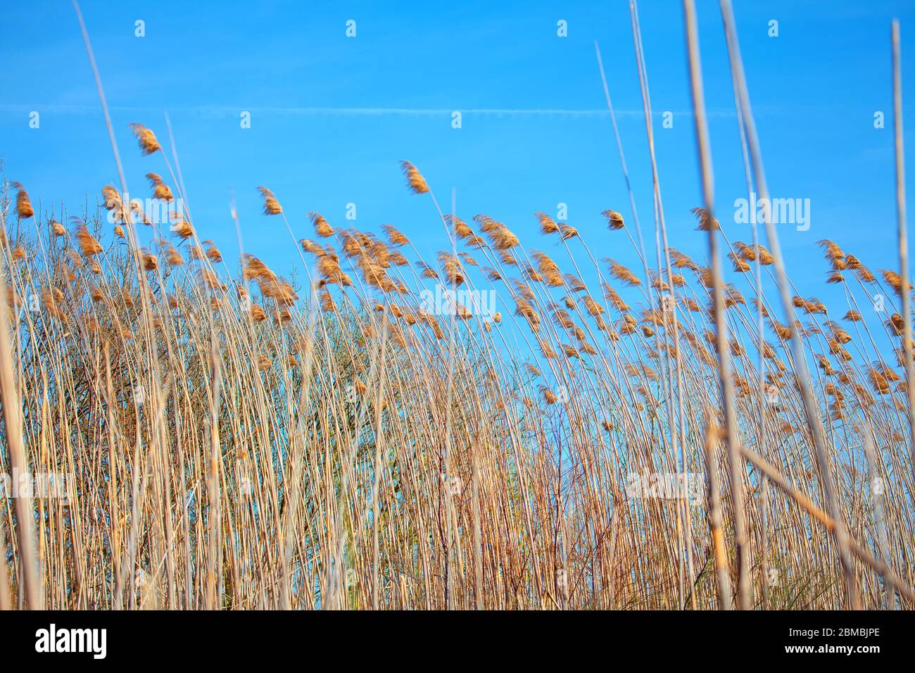 nature background with dry reed plants Stock Photo - Alamy