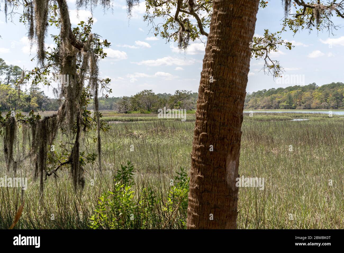 Savannah georgia marsh hi-res stock photography and images - Alamy