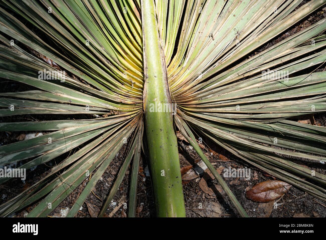 Palmfrond hi-res stock photography and images - Alamy
