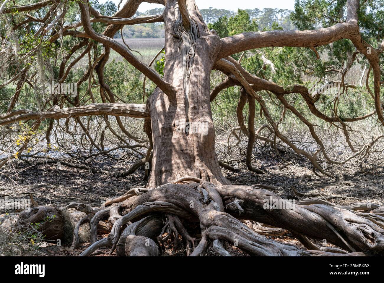Large tree lays down in a marsh Stock Photo - Alamy