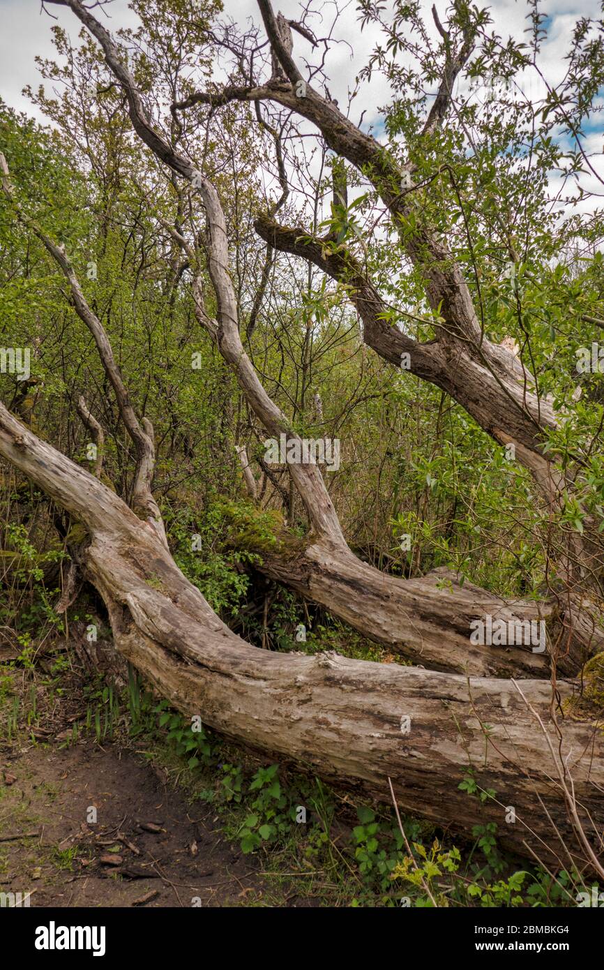 old dead tree branches in the forest with green plants in spring Stock ...