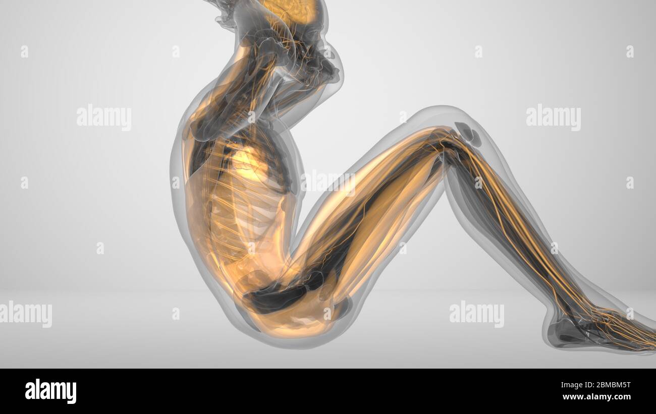 3d illustration exercise on the press with muscle lighting. abs ...