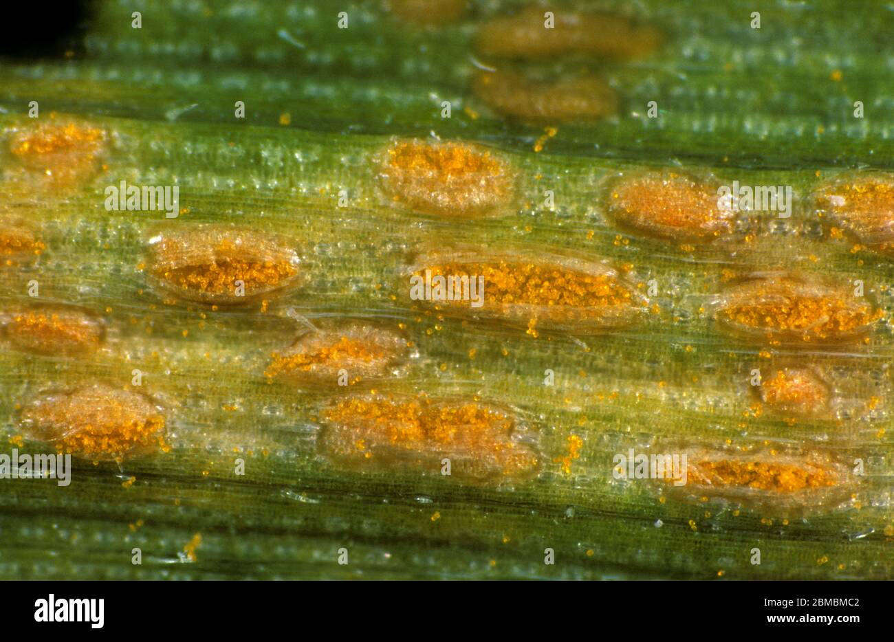 Photomicrograph of yellow rust or stripe rust (Puccinia striiformis var ...