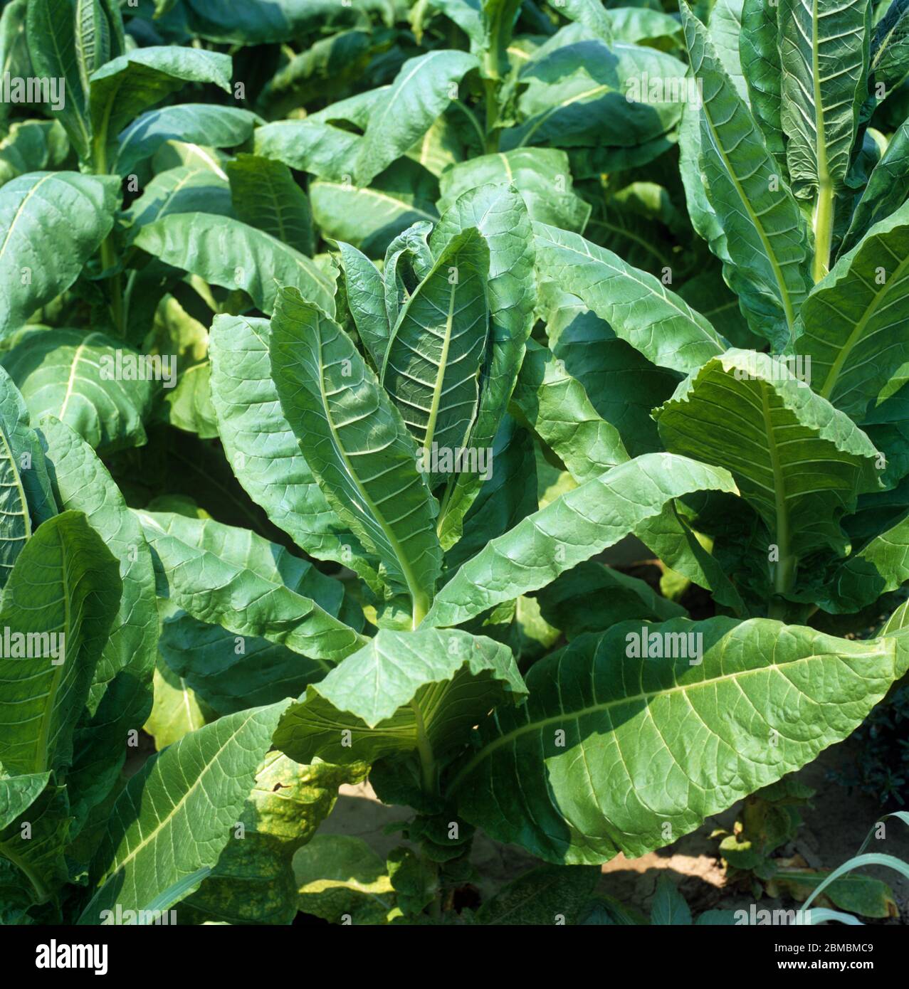 Nicotiana Tabacum Leaf