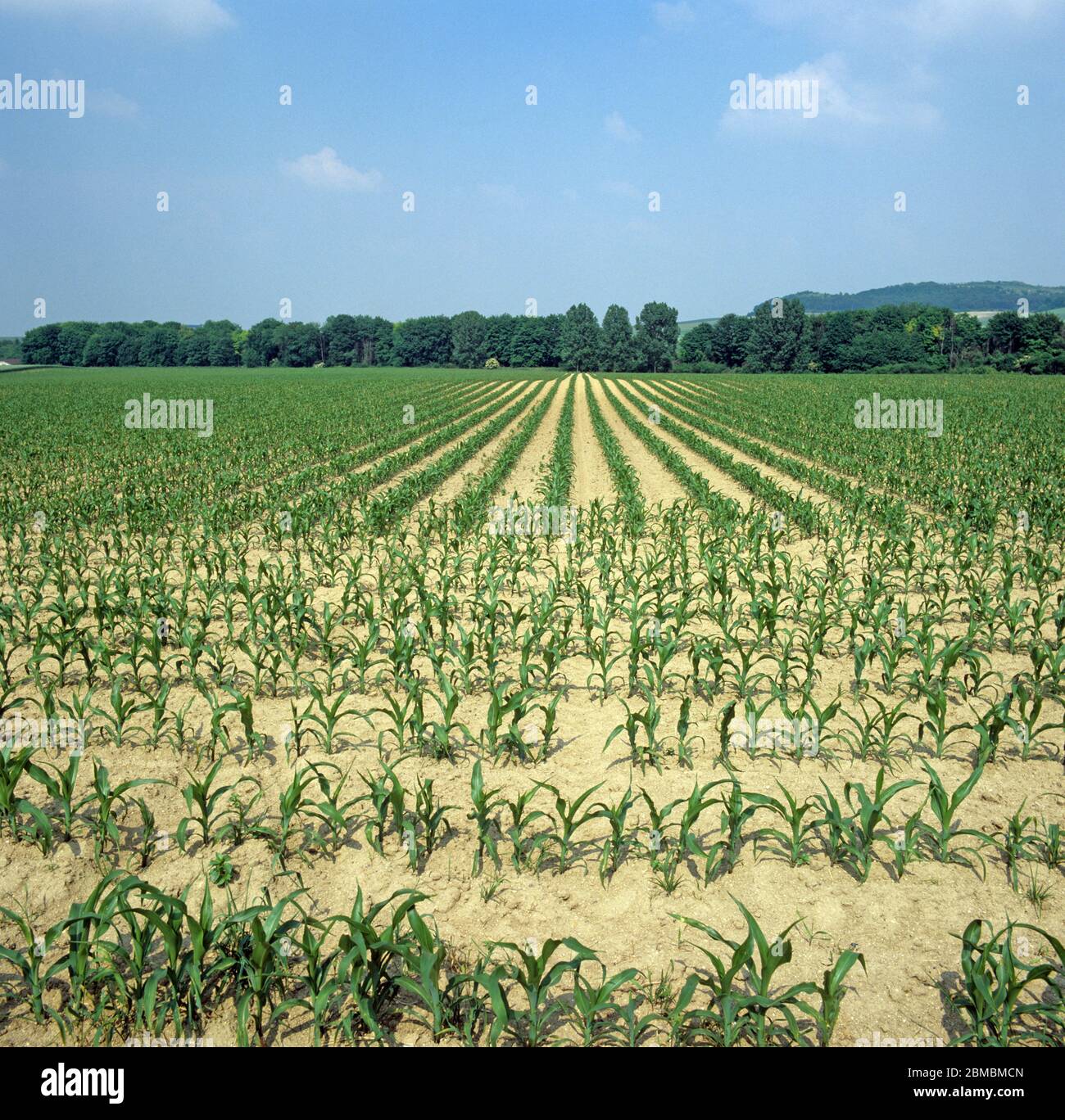 Even rows of corn hi-res stock photography and images - Alamy