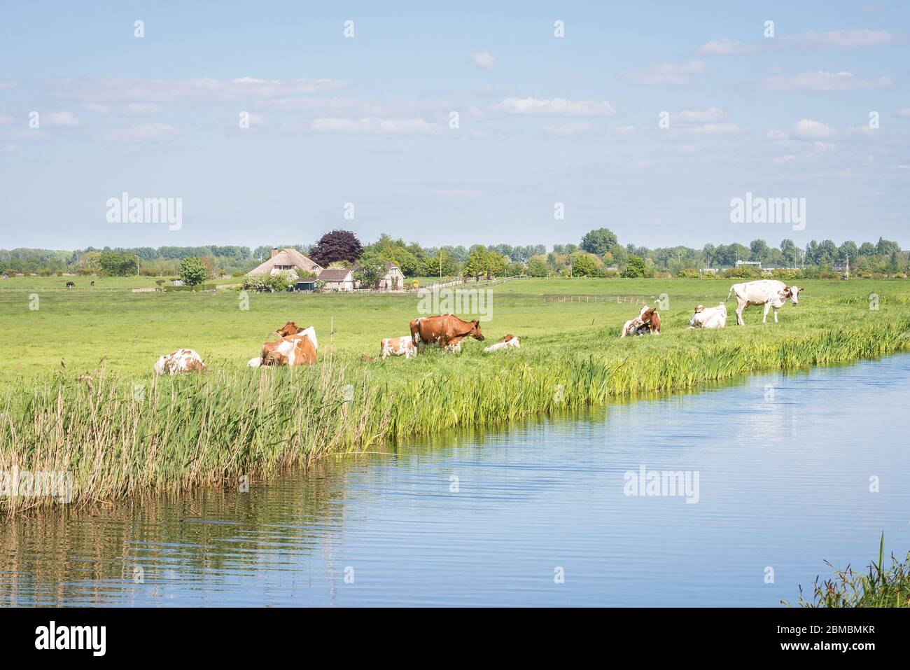 Cows graze in the green pasture of the Dutch countryside. Farm is ...