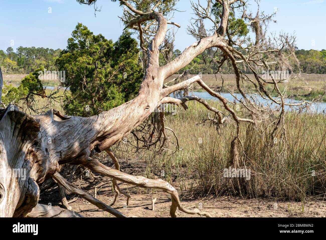 Large tree lays down in a marsh Stock Photo - Alamy