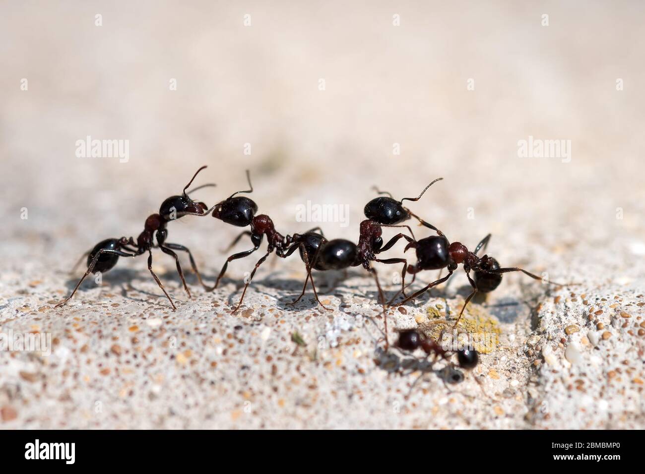 Ant fight nest hi-res stock photography and images - Alamy