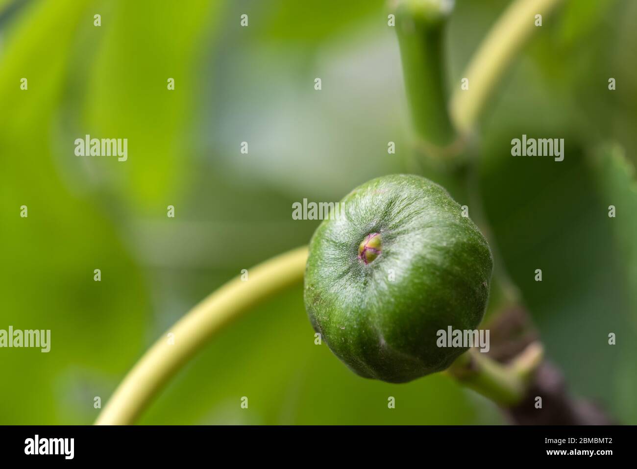 Unripe fig tree hi-res stock photography and images - Alamy