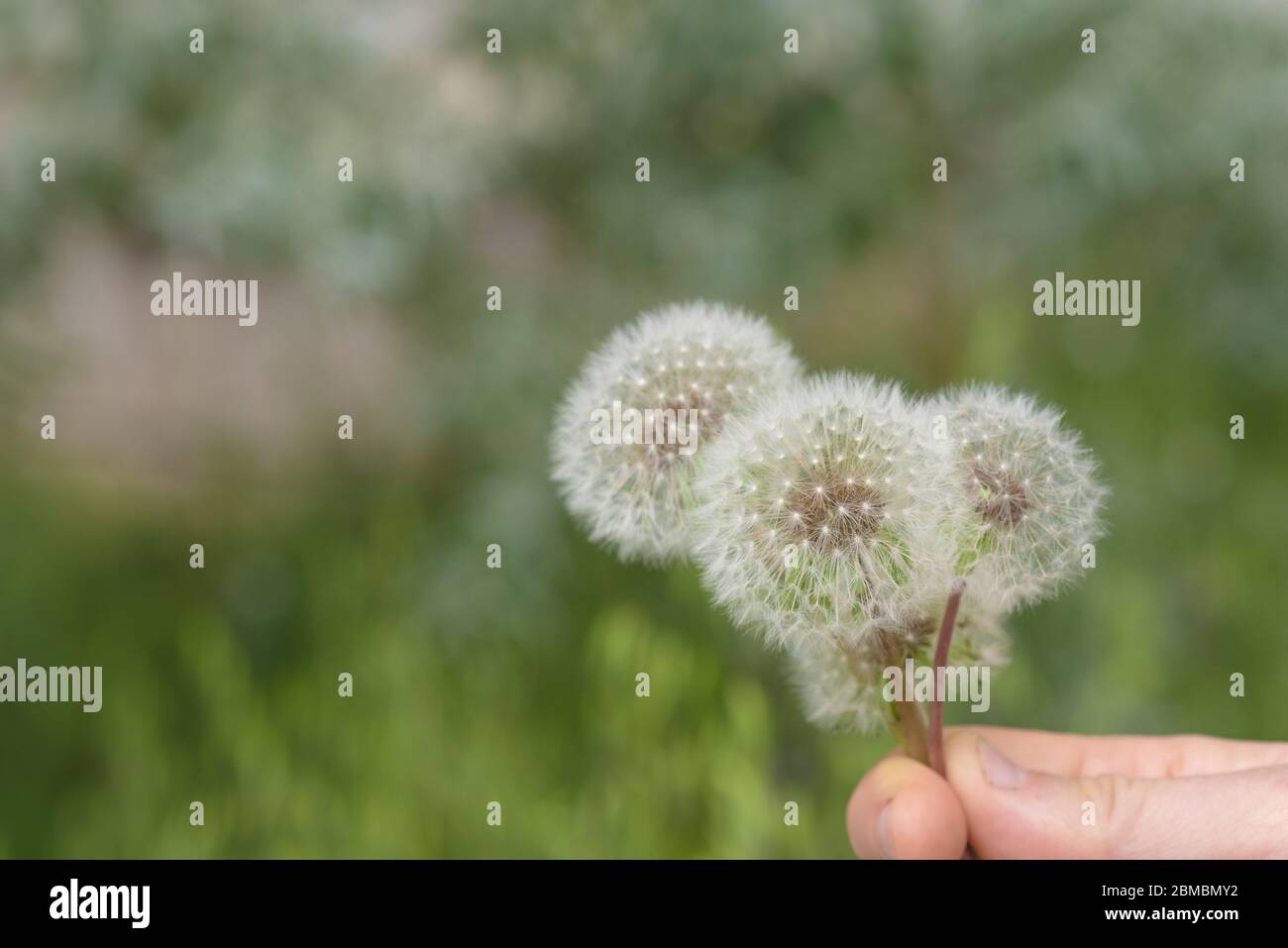 Dandelion flora summer nature seed flower fluffy plant botany beauty hi ...