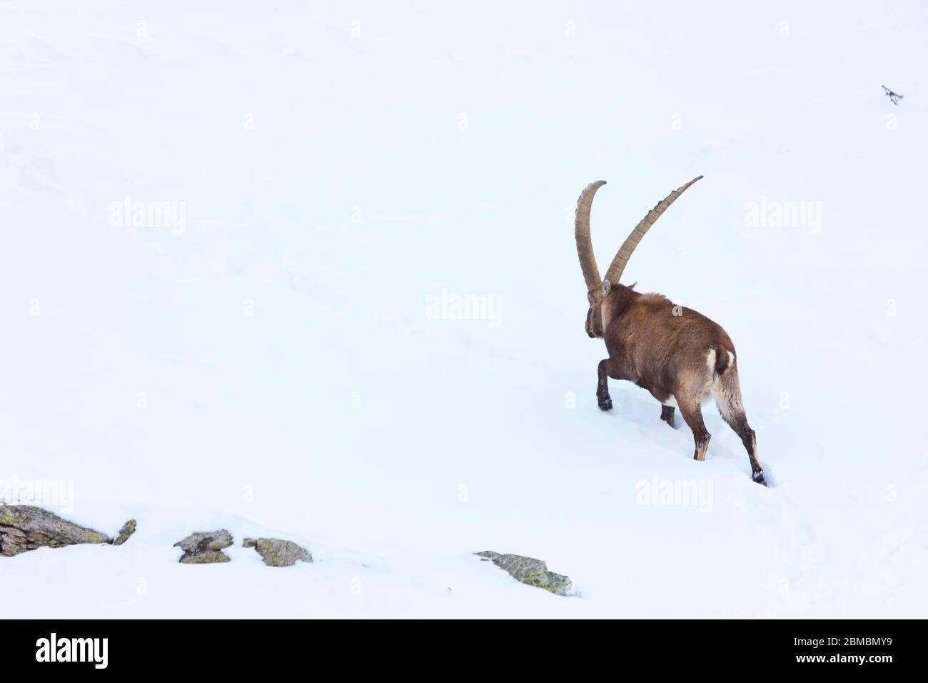 ALPINE IBEX - IBICE DE LOS ALPES (Capra ibex), Gran Paradiso National ... ALPINE IBEX - IBICE DE LOS ALPES (Capra ibex), Gran Paradiso National ...